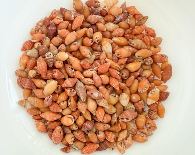 Small Hawaiian Miter Shell Collections | Miter (and Similar Species ...