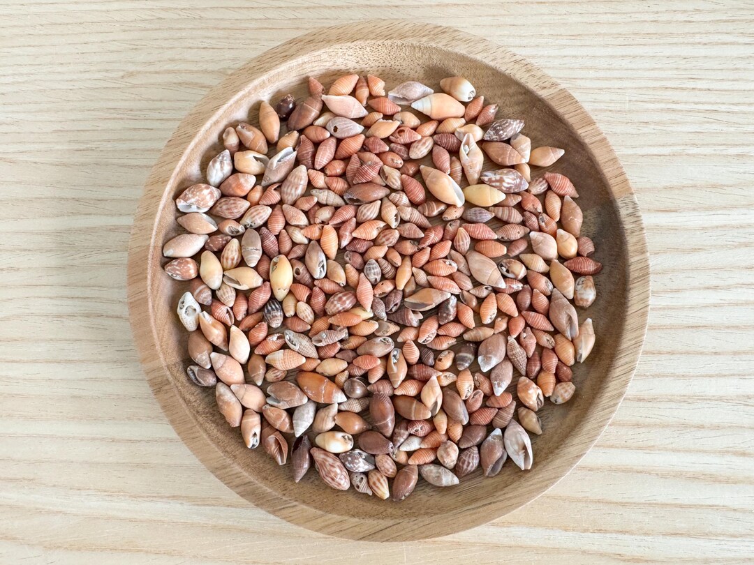 Small Hawaiian Miter Shell Collections | Miter (and Similar Species ...