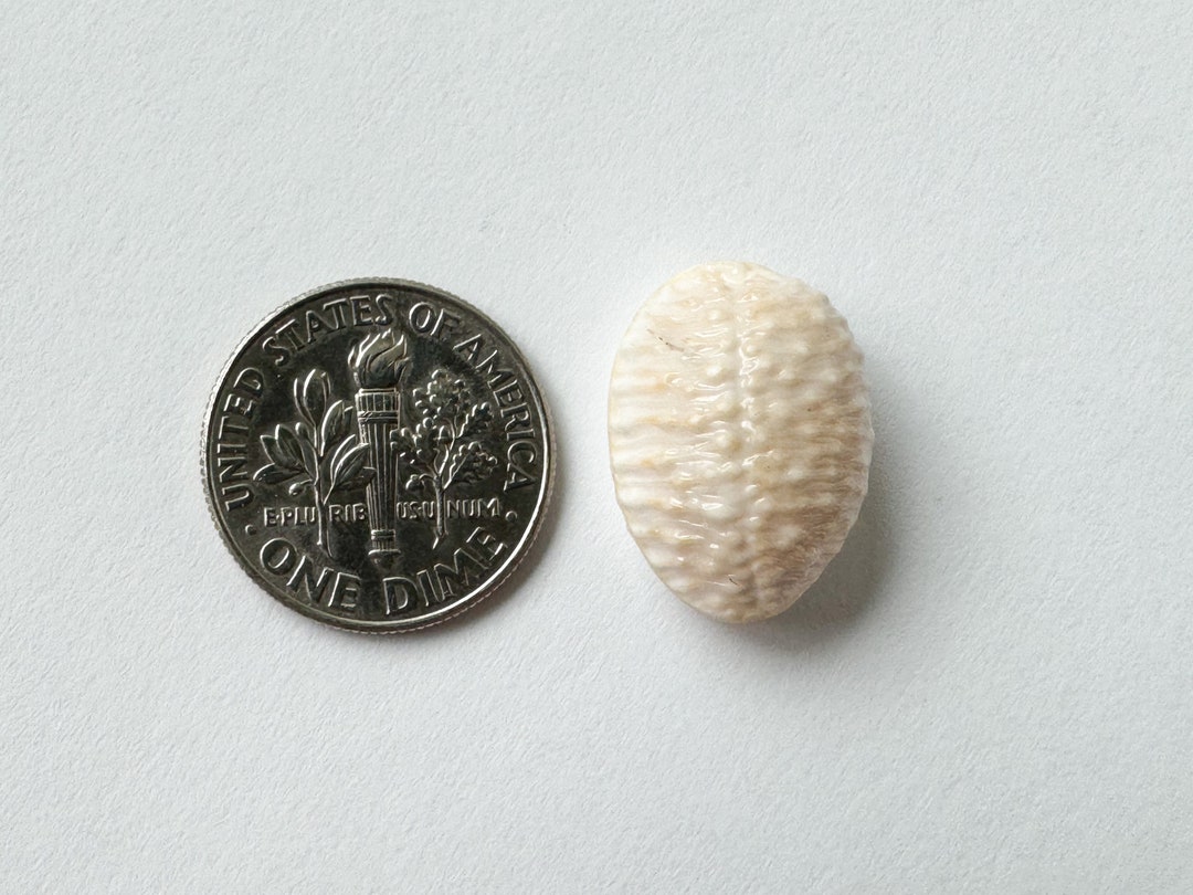 Tiny Hawaiian Granulated Cowrie Shells | Surf Tumbled Ocean Beach ...