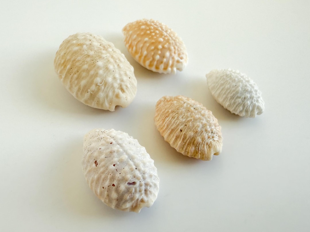 Hawaiian Granulated Cowrie Shells | Collection of 5 Shells From Hawaii ...