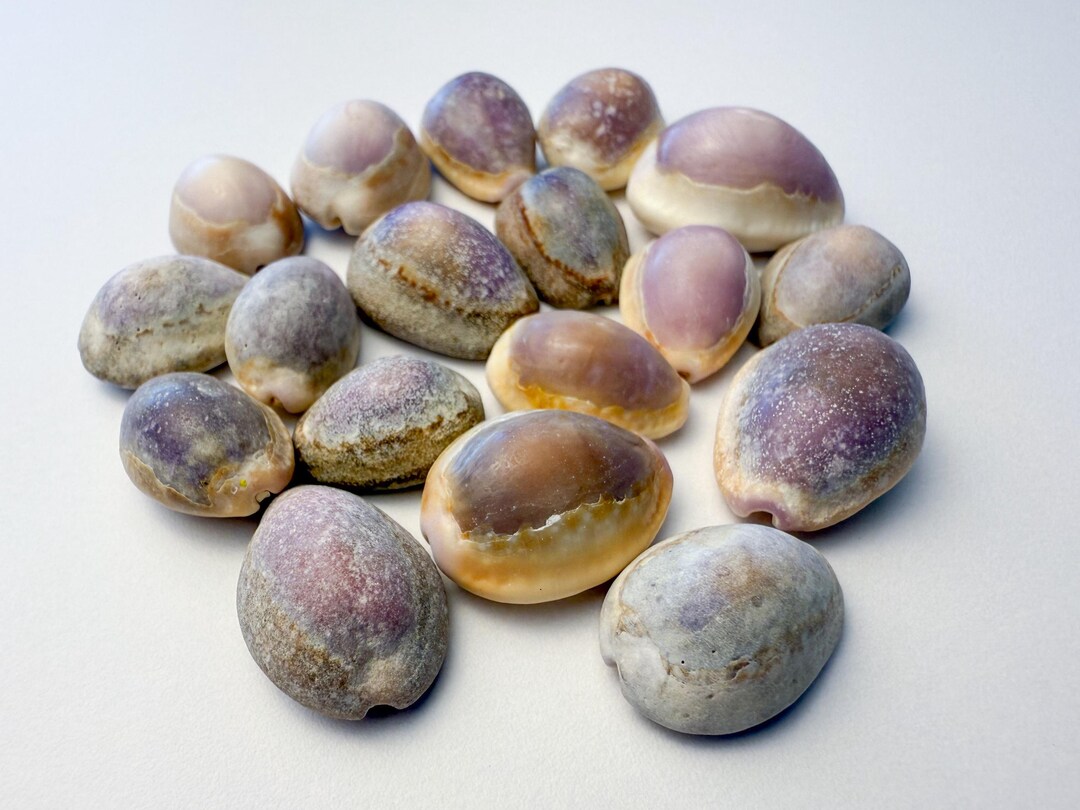 Purple Top Hawaiian Cowries | Small Hawaii Cowrie Shells | Surf Tumbled ...
