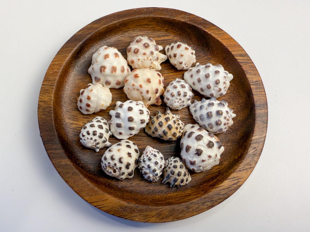Hawaiian Drupe Shells 15 Small Black & White Hawaii Sea Shells Hawaii ...