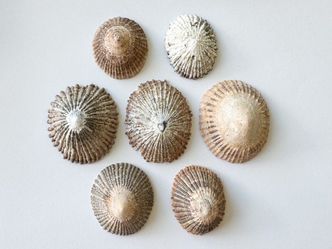 Large Opihi Limpet Hawaiian Shells | Hawaii Shell Jewelry Making ...