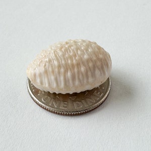 Tiny Hawaiian Granulated Cowrie Shells Surf Tumbled Ocean Beach ...