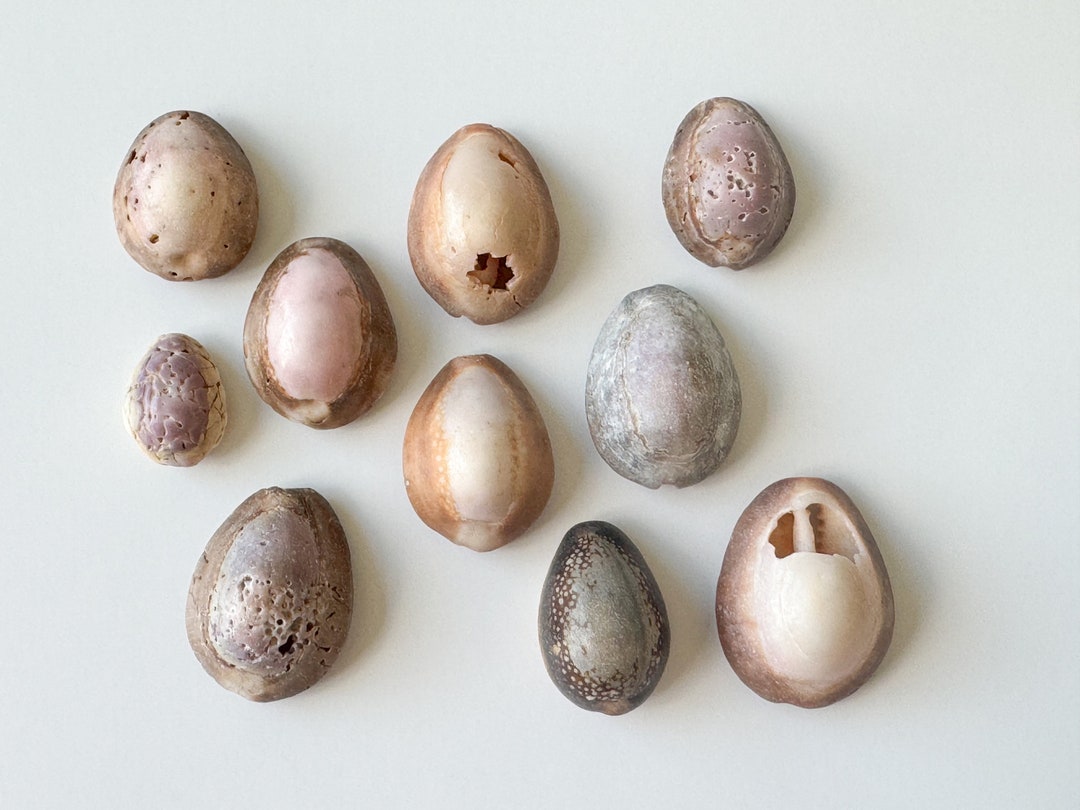 Cowrie Shells | 10 Small Surf Tumbled Heritage Cowries | Shell Jewelry ...