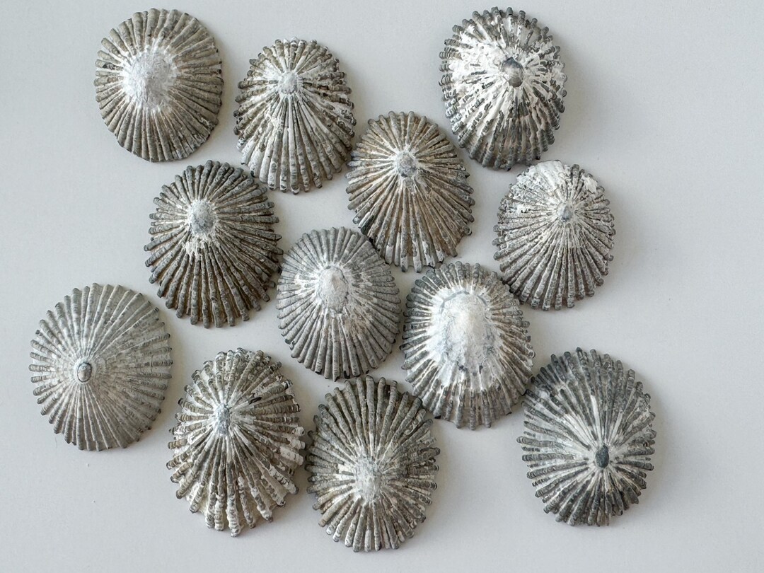 Opihi Limpet Hawaiian Shells 12 Shells Hawaii Shell Jewelry Making ...