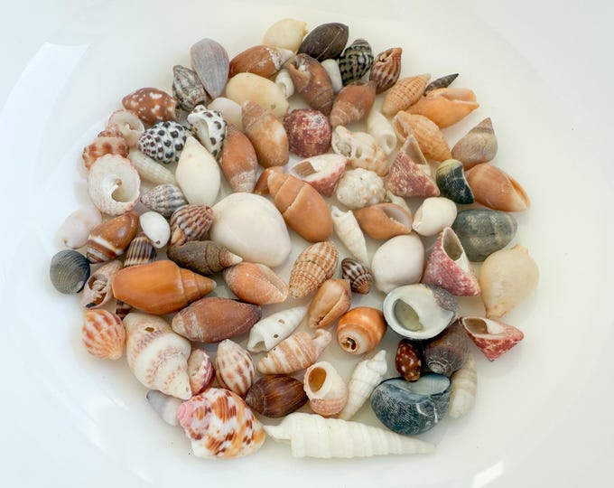 Small Hawaiian Shells and Pieces | Variety of Hawaii Shells Top Kupe'e ...