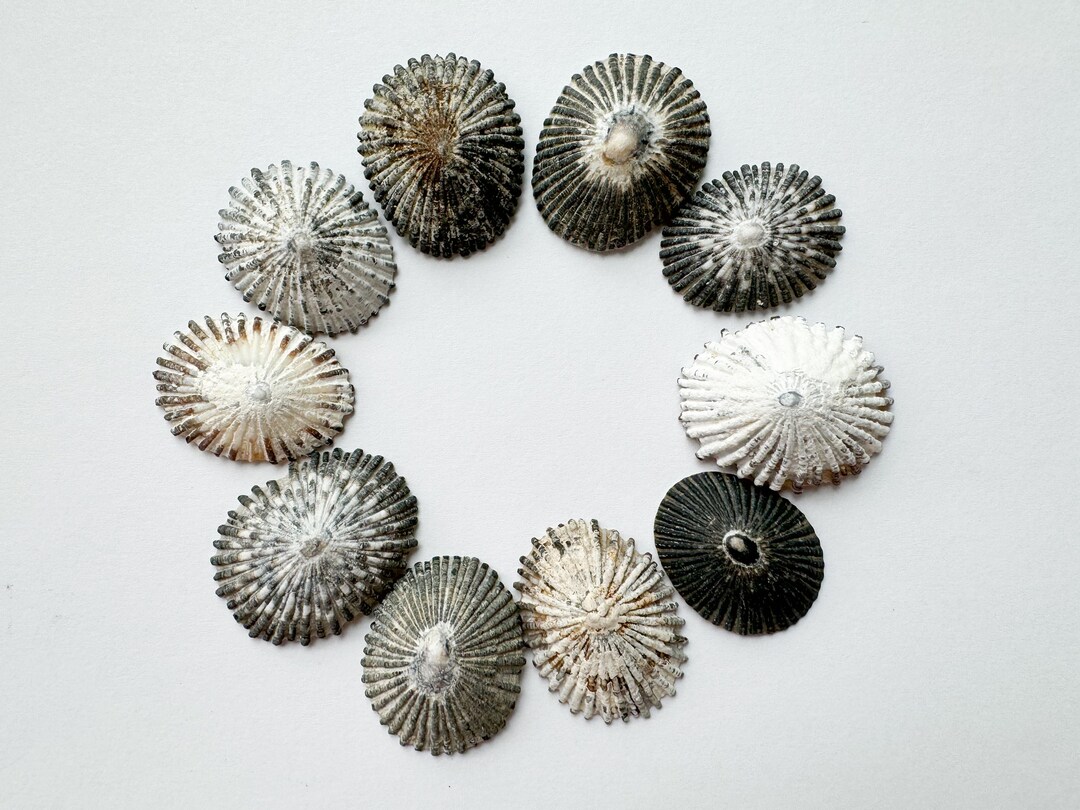 Opihi Limpet Hawaiian Shells 10 Shells Hawaii Shell Jewelry Making ...