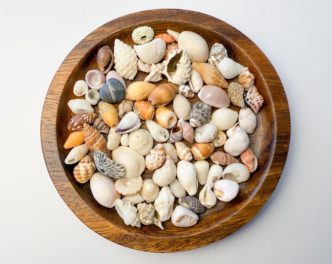 Small Hawaiian Shells and Pieces | Variety of Hawaii Shells Top Cowry ...
