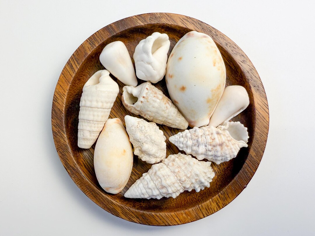 Hawaii Shell Variety Pieces | Cone Cowry Horn | Hawaiian Jewelry Making ...
