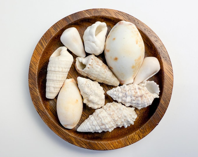 Small Hawaiian Shells and Pieces | Variety of Hawaii Shells Top Kupe'e ...