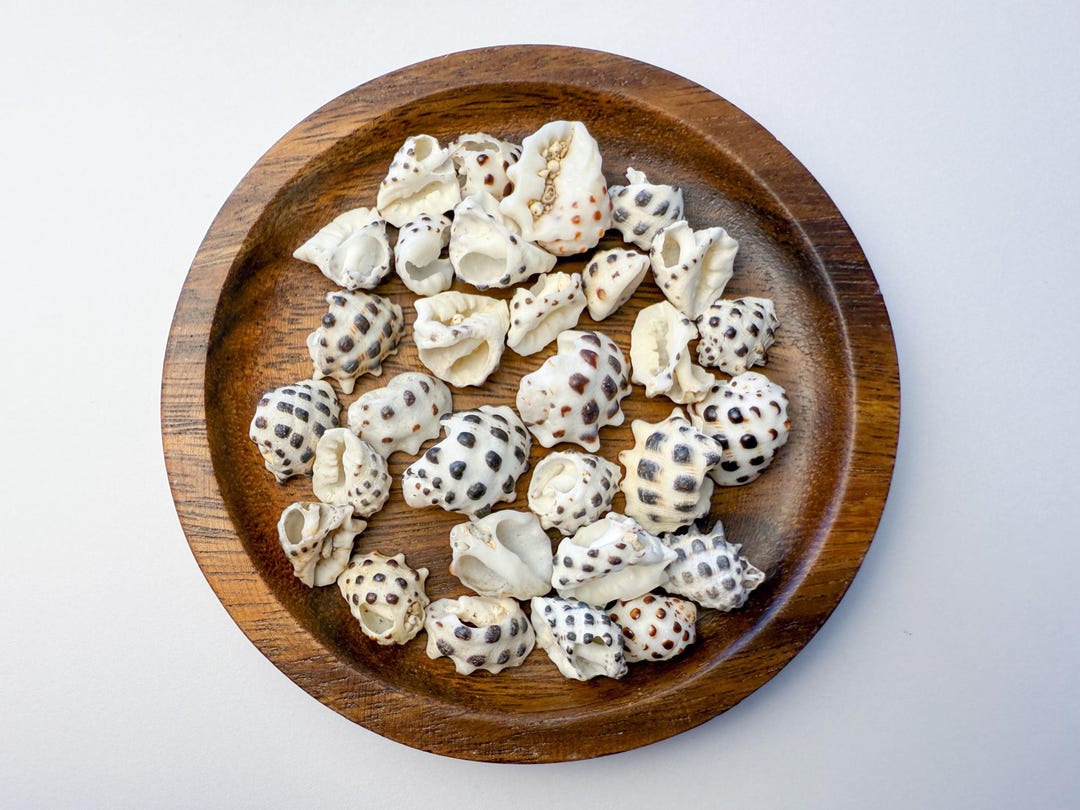 Hawaiian Drupe Shells | 30 Small Black & White Hawaii Sea Shells ...