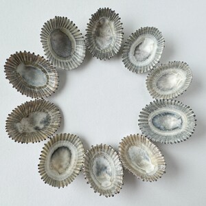Opihi Limpet Hawaiian Shells | 10 Shells | Hawaii Shell Jewelry Making ...