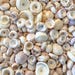Opihi Limpet Hawaiian Shells | 10 Small Shells | 19-29 Mm| Hawaii Shell ...