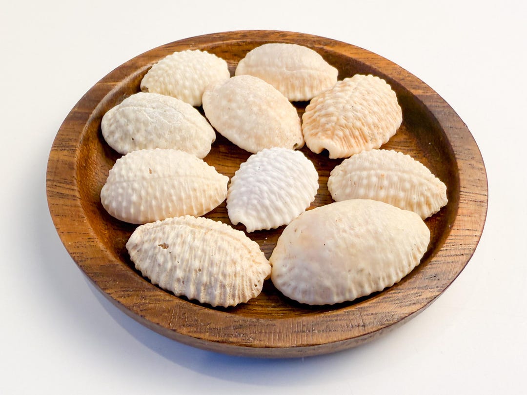 Hawaiian Granulated Cowrie Shells Collection of 10 Shells From Hawaii ...