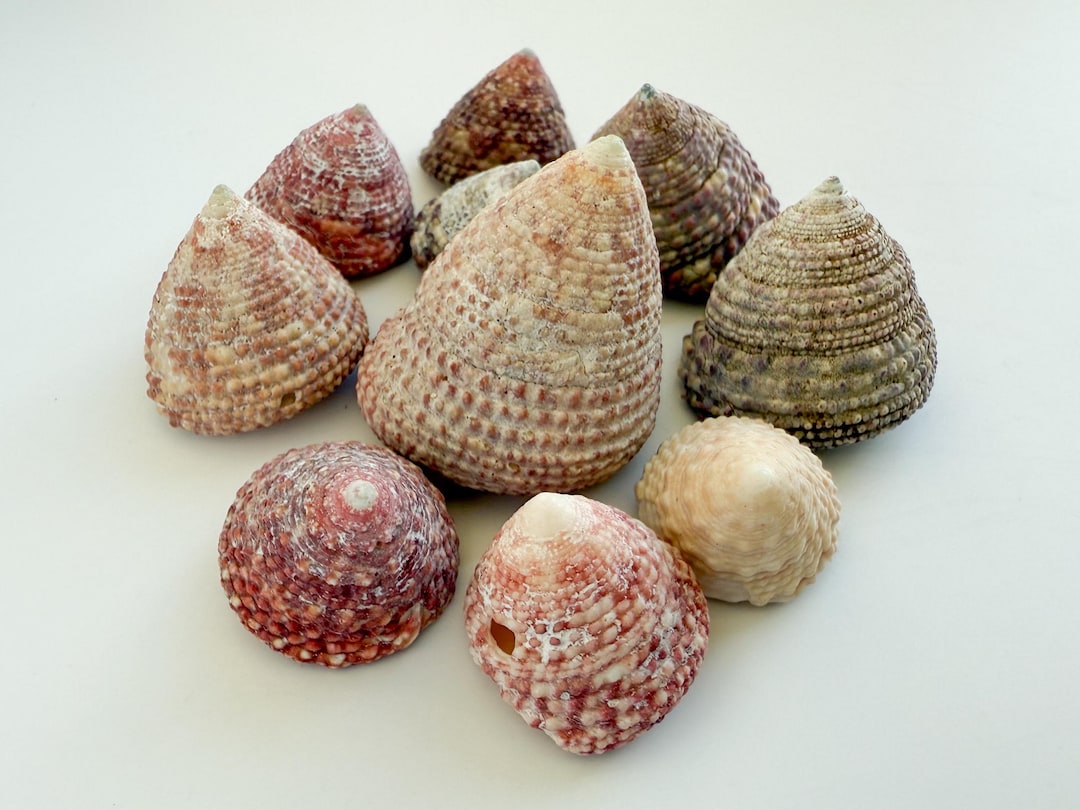 Large Hawaii Top Shells (trochus) | Hawaii Shells for Jewelry Making ...
