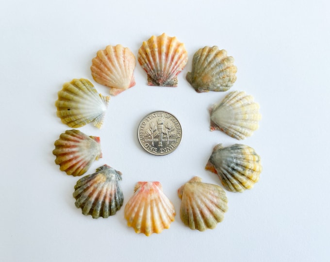 10 Small Hawaiian Sunrise Shells | Genuine Hawaii Bulk Lot of Sunnies ...