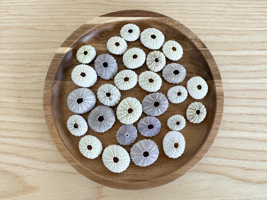 Sea Urchin Shells Small Hawaiian Urchin Shells Purple and White Beach ...