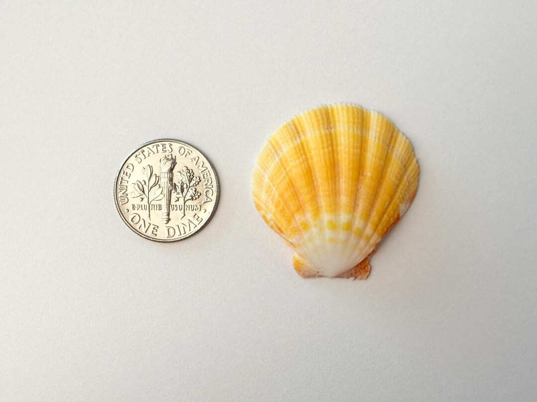 Hawaiian Sunrise Shell: Yellow & White Pecten Langfordi (29 Mm) 4009 - Etsy
