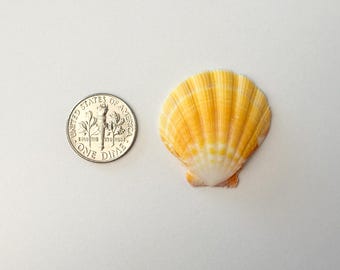 Hawaiian Sunrise Shells | Genuine Hawaii Sunnies | Orange Yellow White ...