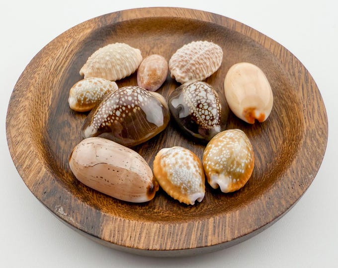 Hawaiian Cowrie Shells: Beach Ocean Beads, Jewelry Making Supplies 4911 ...