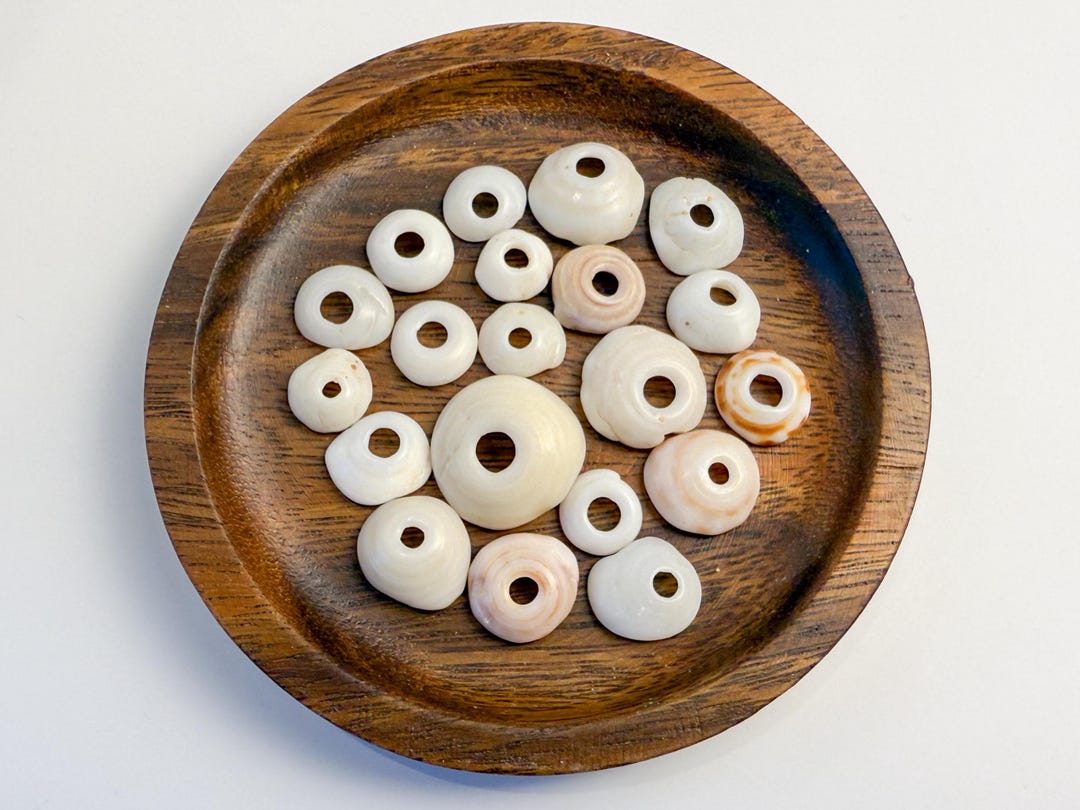 Large Hole Puka Shells 20 Hawaiian Puka Shells With Extra Large Holes ...