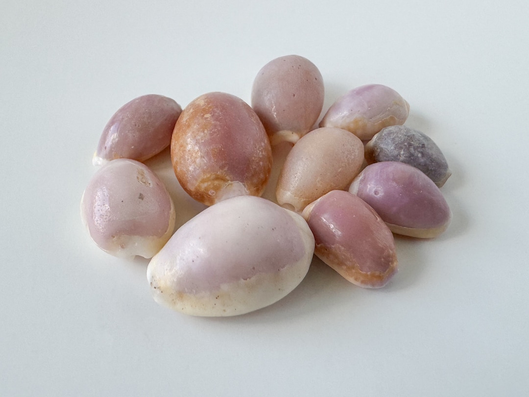 Purple Top Hawaiian Cowries | Tiny Hawaii Cowrie Shells | Surf Tumbled ...