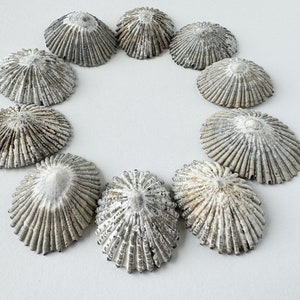 Opihi Limpet Hawaiian Shells | 10 Shells | Hawaii Shell Jewelry Making ...