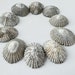 Opihi Limpet Hawaiian Shells | 10 Shells | Hawaii Shell Jewelry Making ...