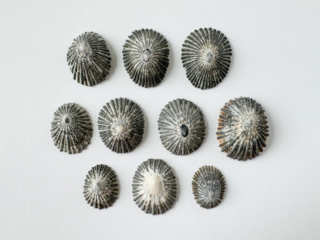 Opihi Limpet Hawaiian Shells | 10 Small Shells | 19-29 Mm| Hawaii Shell ...