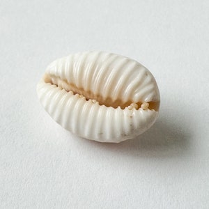 Tiny Hawaiian Granulated Cowrie Shells Surf Tumbled Ocean Beach ...