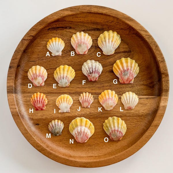 Sunrise Shells - Etsy