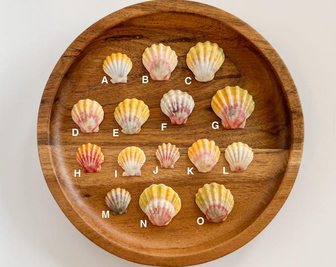 Hawaiian Sunrise Shells | Genuine Hawaii Sunnies | Orange Yellow White ...