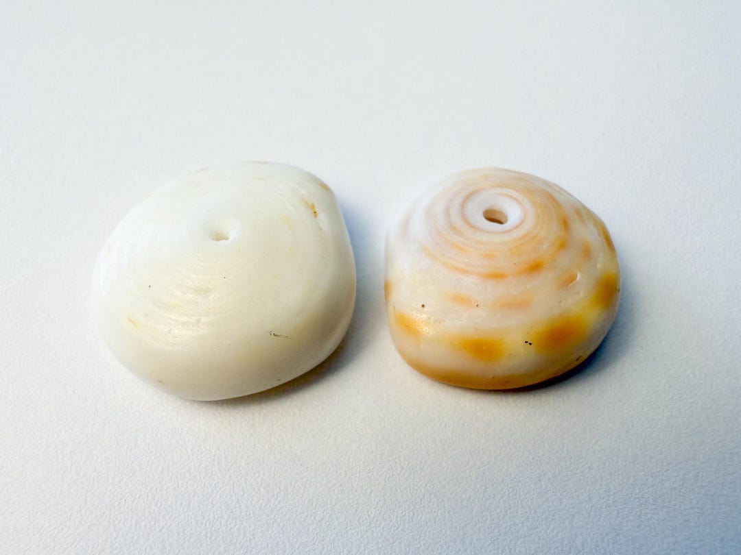 Extra Large Puka Shells | 2 Big Hawaiian Puka Shells | Drilled Hawaii ...