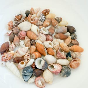 Small Hawaiian Shells and Pieces Variety of Hawaii Shells Top Kupe'e ...