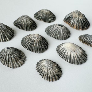 Opihi Limpet Hawaiian Shells | 10 Small Shells | 19-29 Mm| Hawaii Shell ...