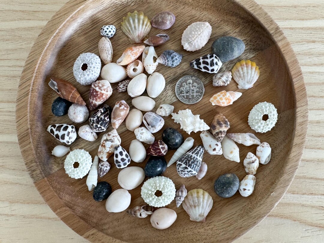 Hawaiian Shell Variety Collection Sunrise Granulated Cowry Miter Shells ...