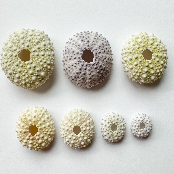 Mini Sea Urchins - Etsy