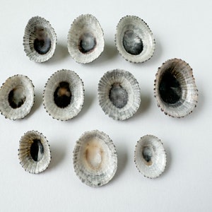 Opihi Limpet Hawaiian Shells | 10 Small Shells | 19-29 Mm| Hawaii Shell ...