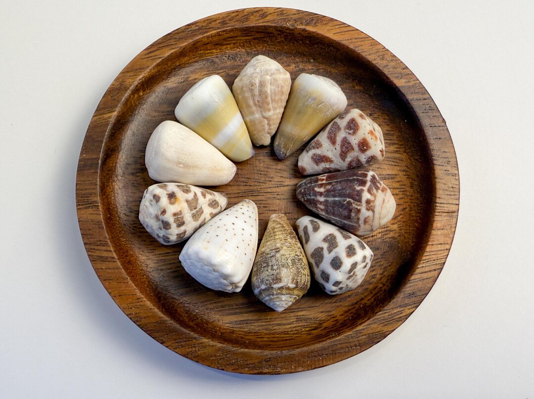 Hawaii Cone Shells | 10 Hawaiian Cone Shells | 23-25 Mm | Shell Jewelry ...