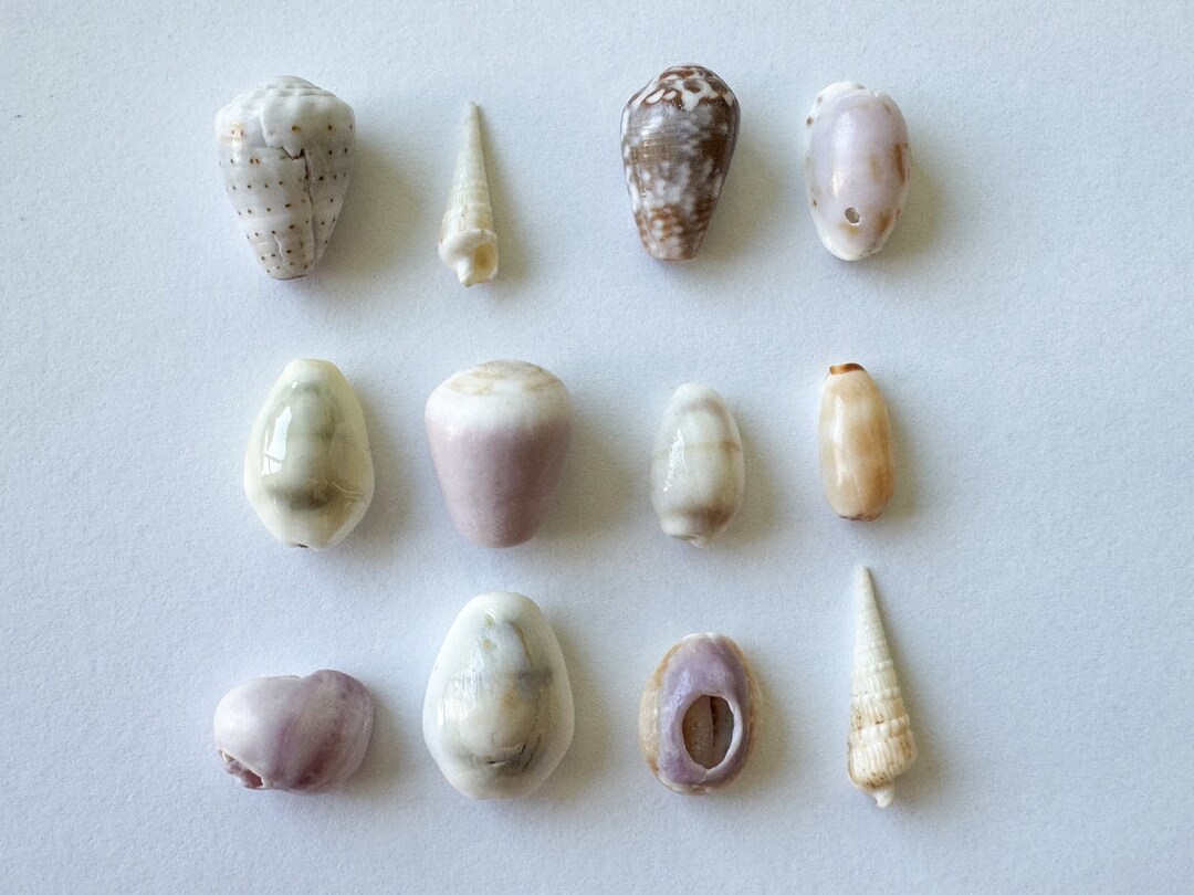 Hawaii Shell Variety Pieces Small Cowrie Cone Horn Shells Hawaiian ...