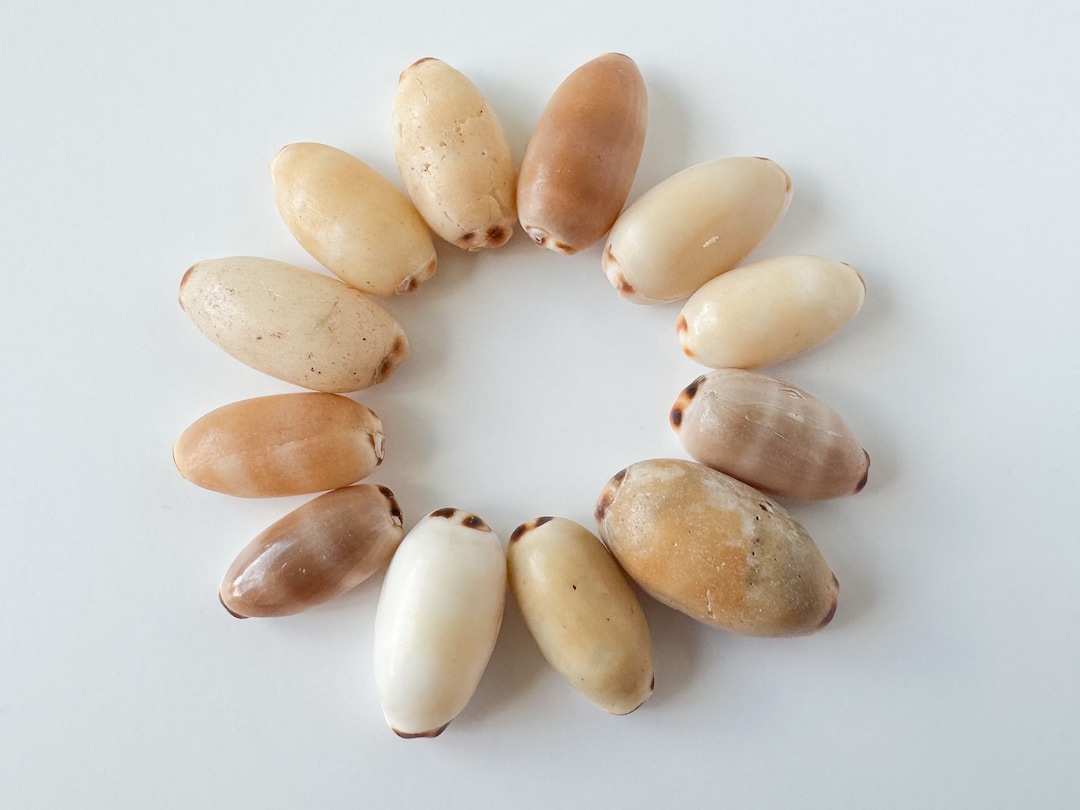 Isabella Cowrie Shells | Hawaiian Cowry Shells | Orange Yellow Brown ...