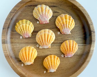 Hawaiian Sunrise Shells | Genuine Hawaii Sunnies | Orange Yellow White ...