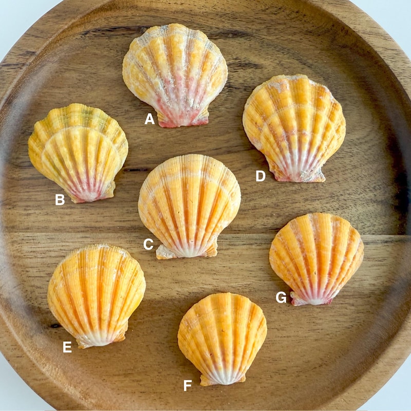 Rare Sea Shells - Etsy