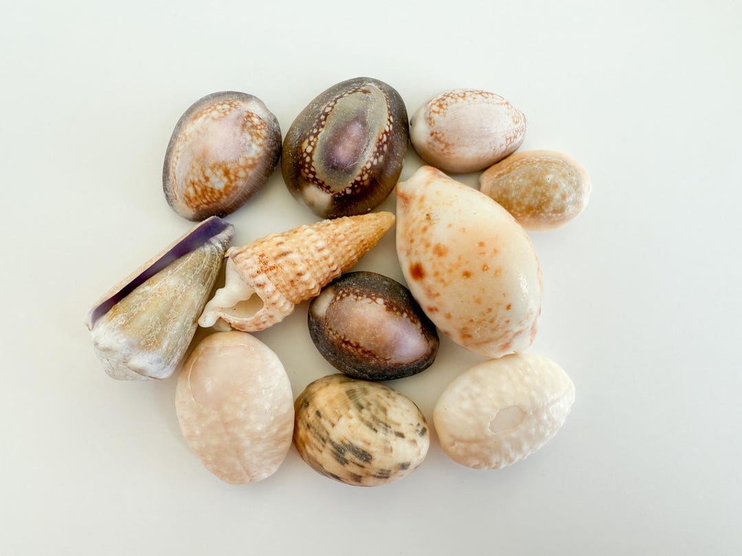 Hawaiian Shell Variety Collection Cowry Cone Kupee Miter Shells ...