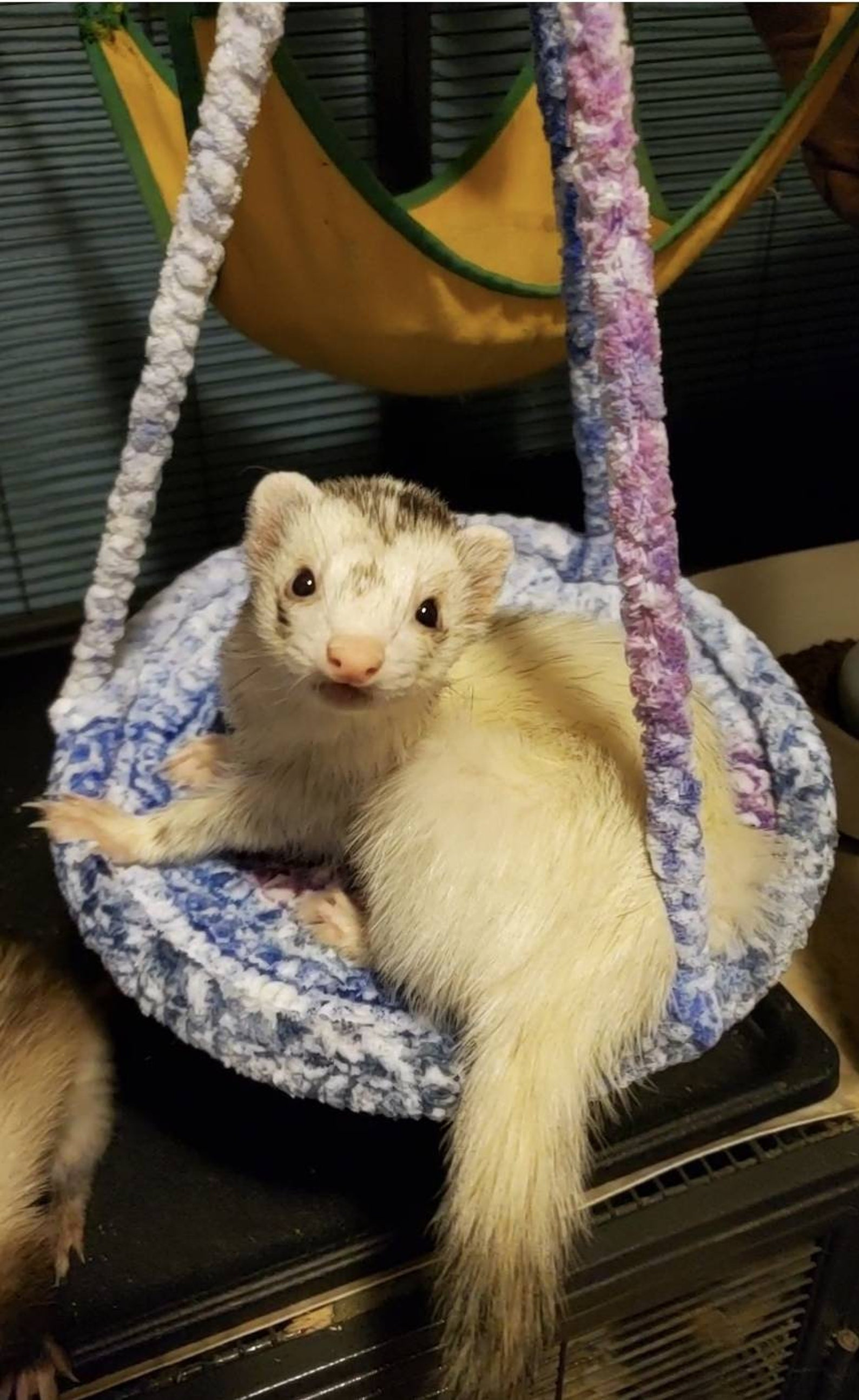 Handmade Hanging Hammock Swing Ferret Rat Sugar Glider | Etsy