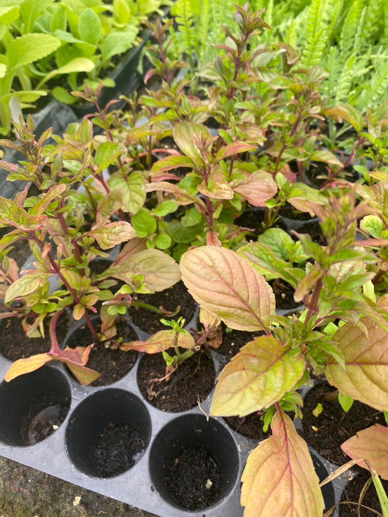 5 X Mentha Lime Mint XL Plug Plants - Etsy UK
