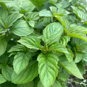 5 X Mentha Lime Mint XL Plug Plants - Etsy UK