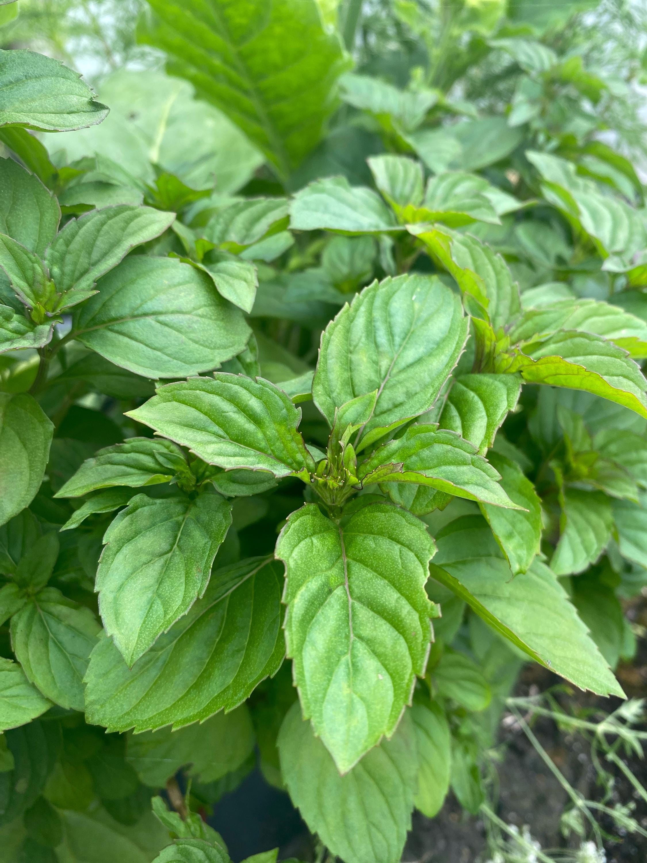 5 X Mentha Lime Mint XL Plug Plants - Etsy UK