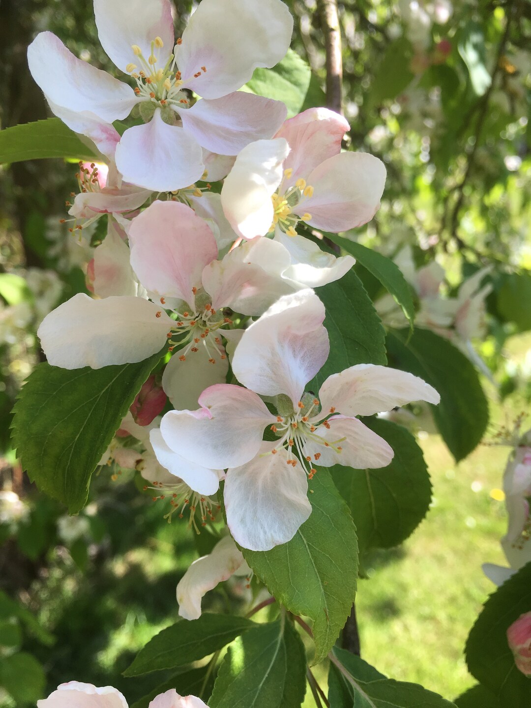 Quince Sapling Tree Cydonia Oblonga Bonsai Starter or Young Tree - Etsy UK